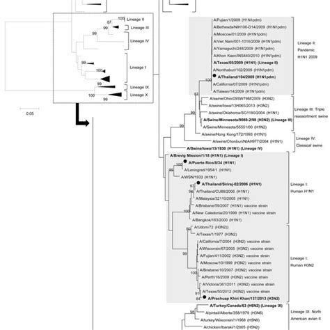 Phylogenetic Relationship Of 101 Influenza A Ns Nucleotide Sequences