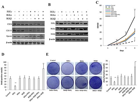 Oncotarget Inflammatory Related Gene Ikkα Ikkβ Ikkγ Cooperates To
