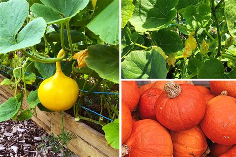 Why You Should Grow Uchiki Kuri This Year Patient Gardener