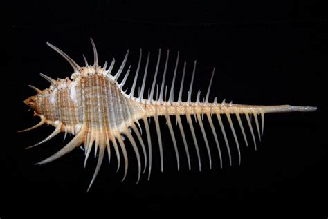 Gallery Of Shells Collection 11