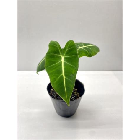 Lfs Garden Alocasia Frydek