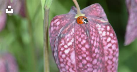 무당벌레가 그려진 분홍색 꽃 사진 Unsplash의 무료 마젠타 플라워 이미지