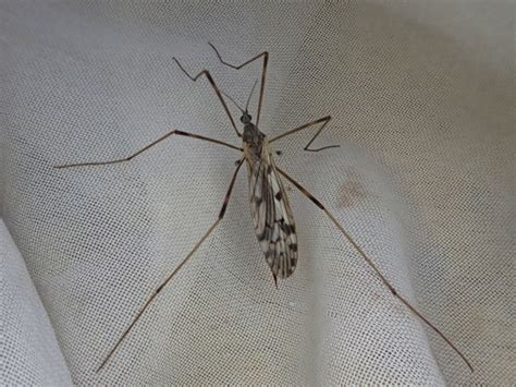 Austrolimnophila Atripes · Inaturalist Mexico