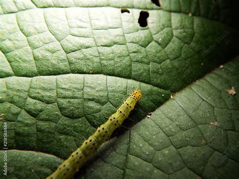 クロキシタアツバ 幼虫 larva of moth Stock Photo Adobe Stock