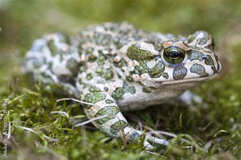 European Green Toad