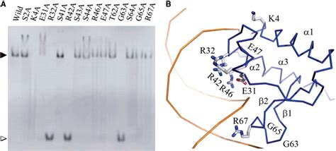 Dna Binding Assay And Dna Binding Model Of Lldr A Results Of In