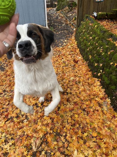 T Rex Arms 🦖 Rstbernards