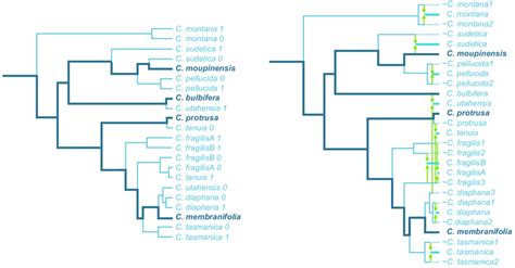 Example Mul Tree On The Left And Corresponding Explicit Polyploid Download Scientific Diagram