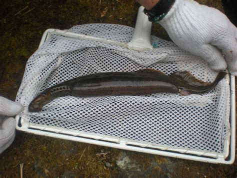 Lower Elwha Klallam Tribe Watching How Lamprey Use Restored Elwha River