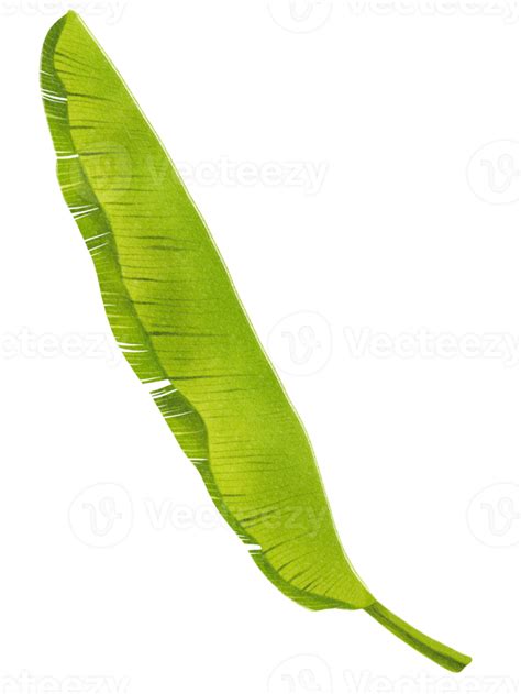 acuarela de hoja de plátano 9659995 PNG
