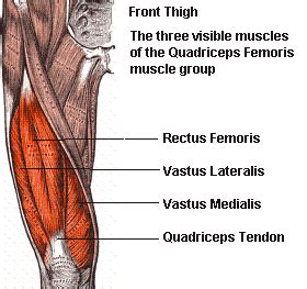 Anatomy Quiz 1 Lower Extremities Quadriceps Bodybuilding Anatomy