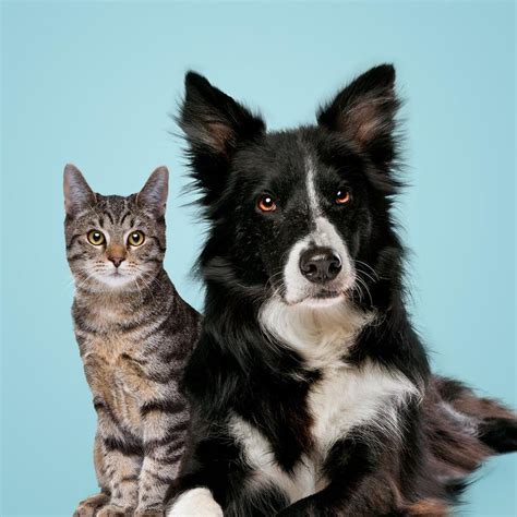 Lymphoma In Cats Causes Symptoms And Treatment Purina Us