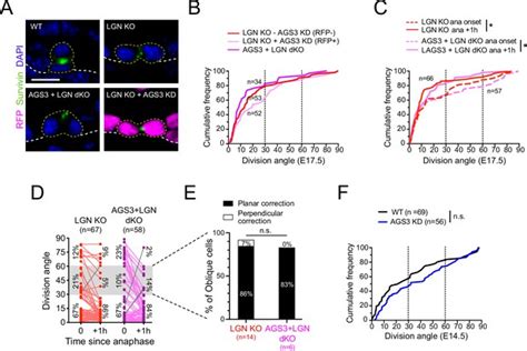 Ags3 Antagonizes Lgn To Balance Oriented Cell Divisions And Cell Fate Choices In Mammalian