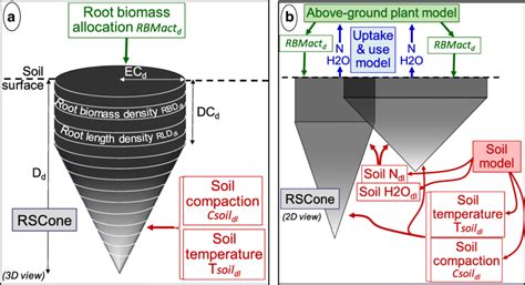 Schematic Representation Of The Rscone Root System Model As Developed