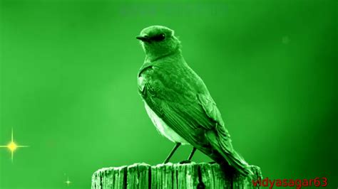 [video] Hira Batool On Linkedin Goodmorning Love World Respect