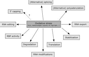 Free Radical Biology And Medicine X Mol