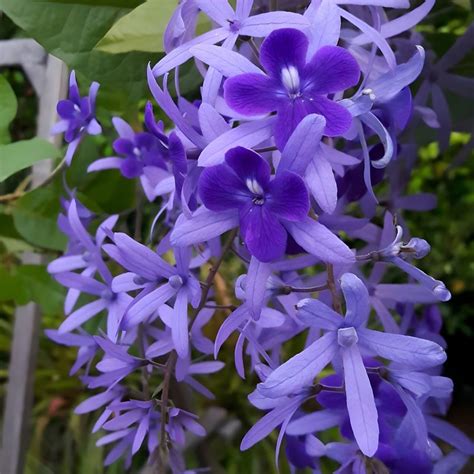 Nilmoni Lata Flower Live Plant Petrea Volubilis Vine Purple Wealth