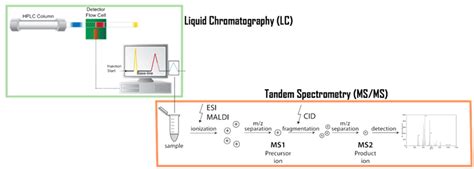 Protein Identification By Tandem Mass Spectrometry Creative Proteomics