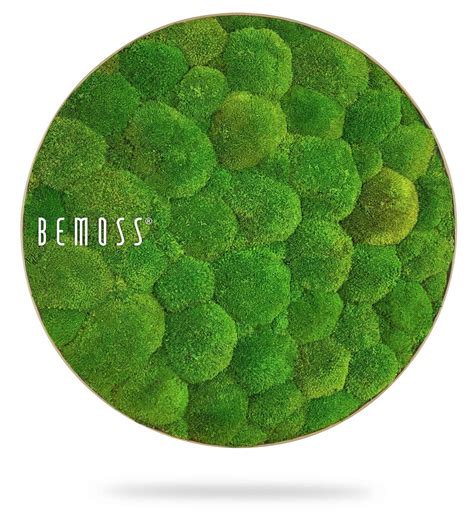 Moss Circle Plants And Moss Mesia Lime Bemoss