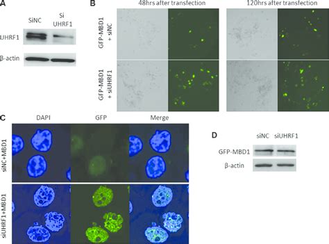 Knockdown Of Uhrf1 With Sirna Caused Upregulation Of Line 1 Methylation