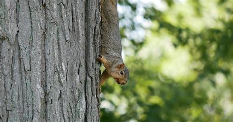 Squirrel Interlude Album On Imgur