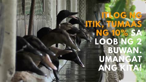 Magkano Ang Isang Itik