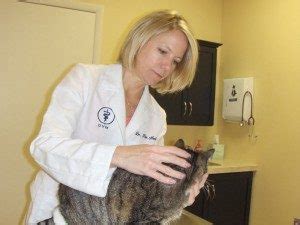 Caring For A Sick Cat Catonsville Cat Clinic