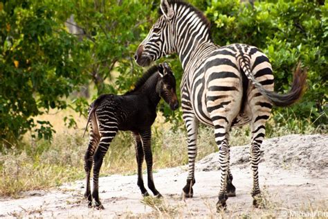 Zebra Color Negro