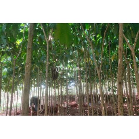 Jual Pohon Tabebuya Rosea Bunga Pink Di Jakarta Selatan Tribun Jualbeli