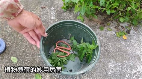 薄荷叶厉害了，它的价值好多人还不知，介绍几种做法，比紫苏还香 Youtube