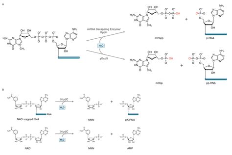 Mrna Decapping Selection Chart Neb