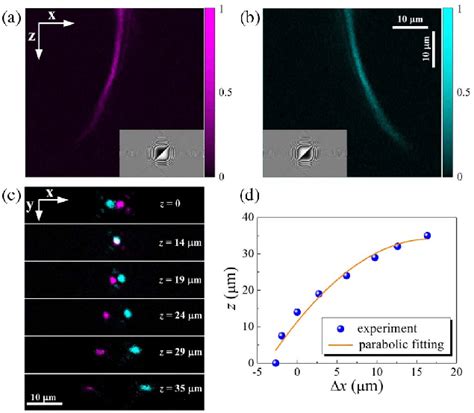 Two Photon Fluorescence Intensity Map Of A Scanning Fluorescent Download Scientific Diagram