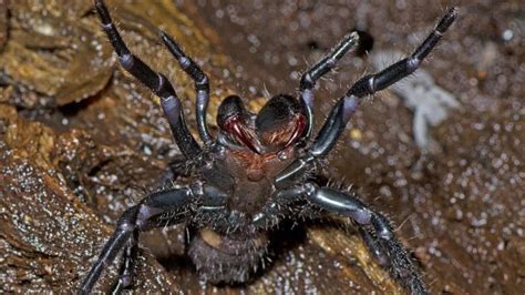 Jancarlo Durand Mba Itil® On Linkedin What Happened Next Spider