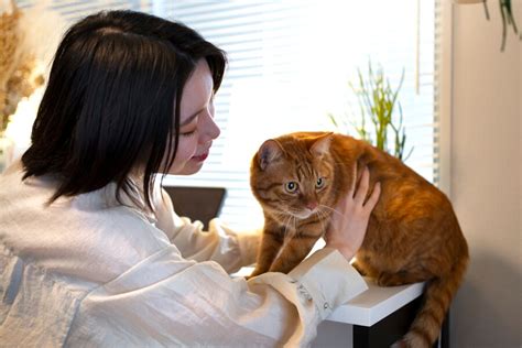 Decoding Meow Understanding Your Cats Behavior And Communication