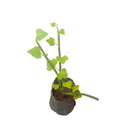 Heerassapalu Plants Are Now Available From Ceylonagrilk