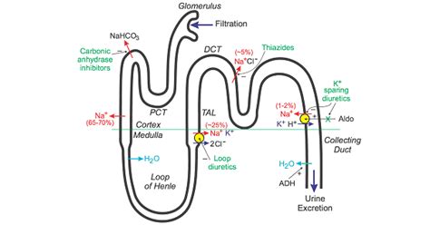 Loop Diuretics