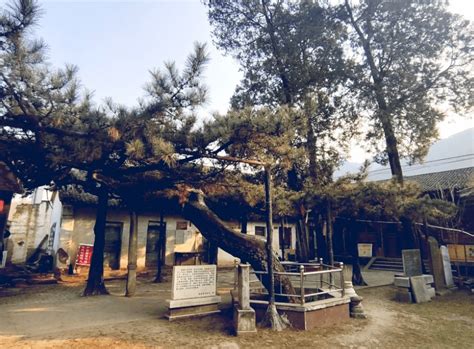 守护绿色活化石 让古树老有所养 保护 名木 树龄