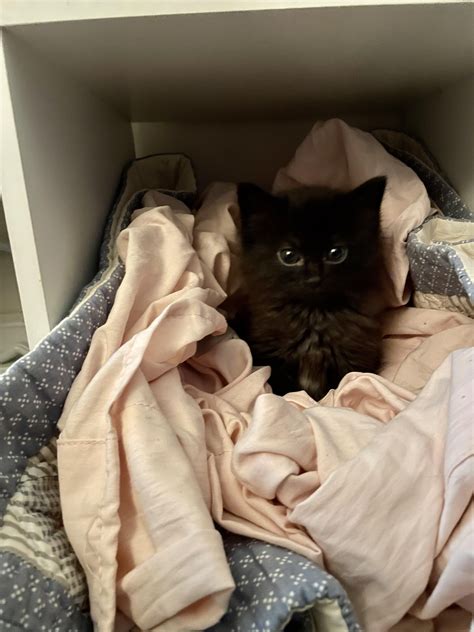 21 Best R Sootsprites Images On Pholder My Soot Sprite The Day We