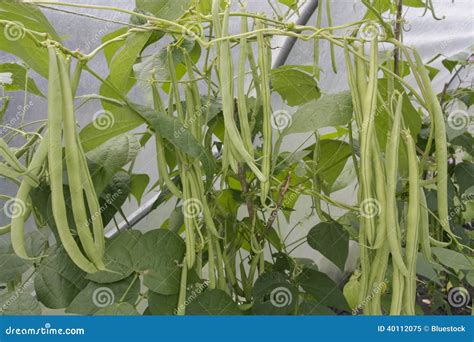 Green Ripe Beans Plants Stock Image Image Of Growth 40112075