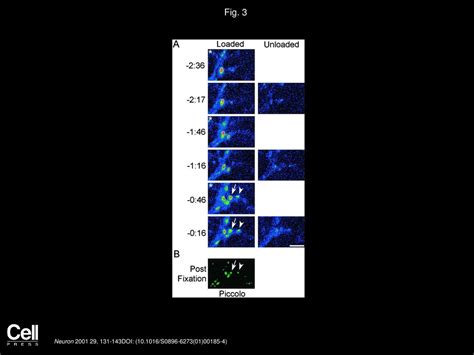 Assembling The Presynaptic Active Zone Ppt Download