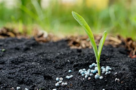 What Is Best Fertilizer For Vegetable Garden Storables