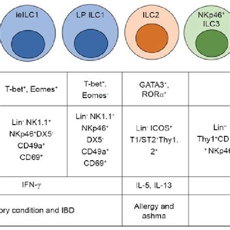 activated macrophage subtypes macrophage subtypes can be described by