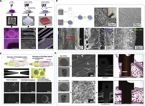 Scaffolds For Bone Tissue Engineering Matter
