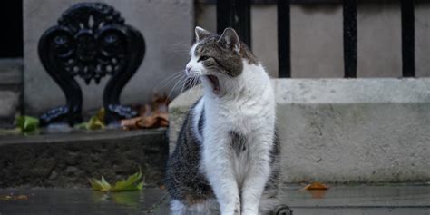 Chief Mouser Larry The Cat Outlasts 4 British Prime Ministers