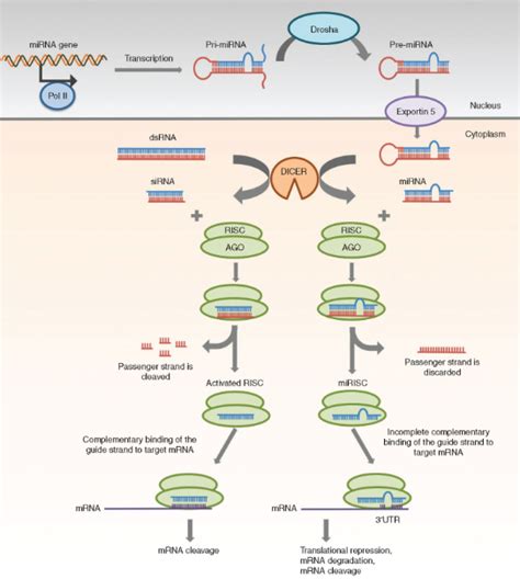 RNA Synthesis And Processing MCQ Free PDF Objective Question Answer For RNA Synthesis And
