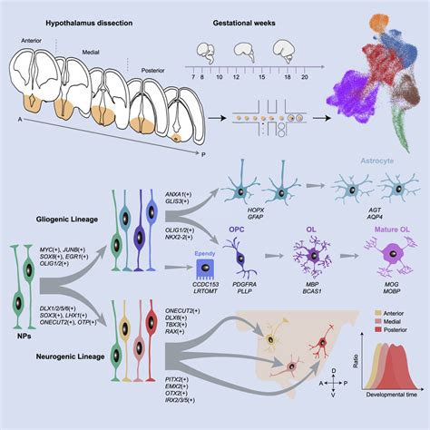 Deciphering The Spatial Temporal Transcriptional Landscape Of Human Hypothalamus Development