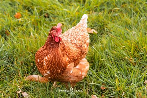 Partes de una gallina todo sobre la anatomía de las gallinas