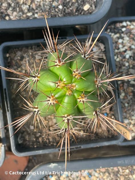 Trichocereus Taquimbalensis Echinopsis Taquimbalensis Whole Plant