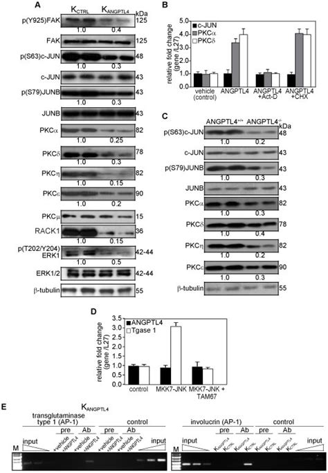 A And C Representative Immunoblot Analysis Of Indicated Proteins From