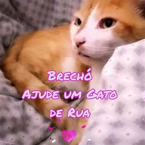 Algoritmo Me Conecte A Brecholeiras Brechoonline
